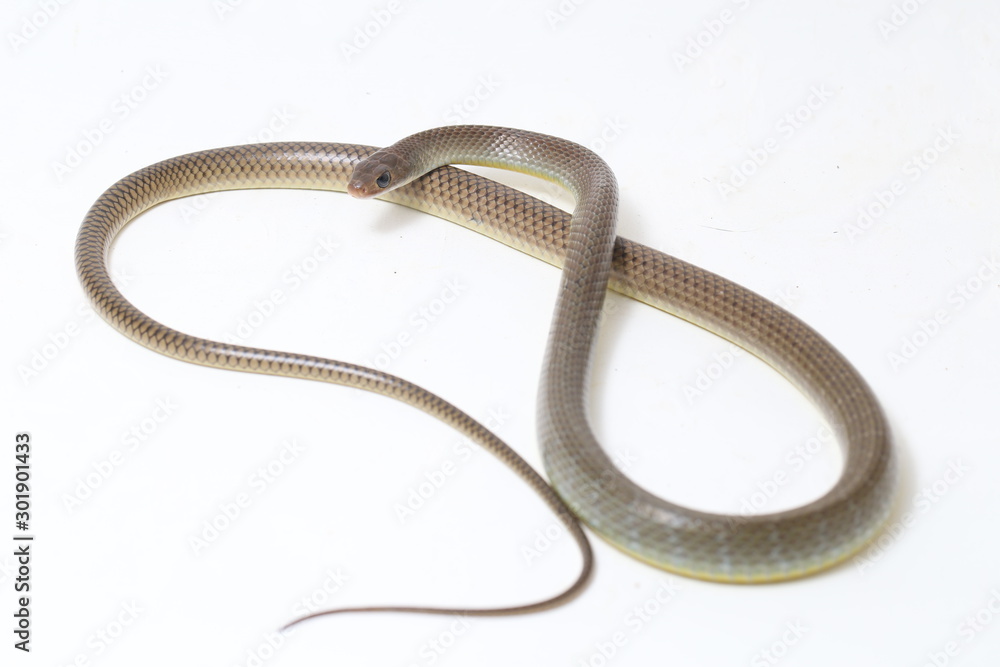 Ptyas korros, commonly known as the Chinese ratsnake or Indo-Chinese ...