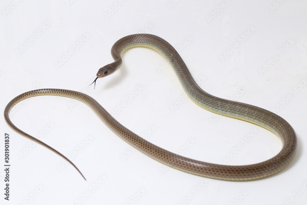 Ptyas korros, commonly known as the Chinese ratsnake or Indo-Chinese ...