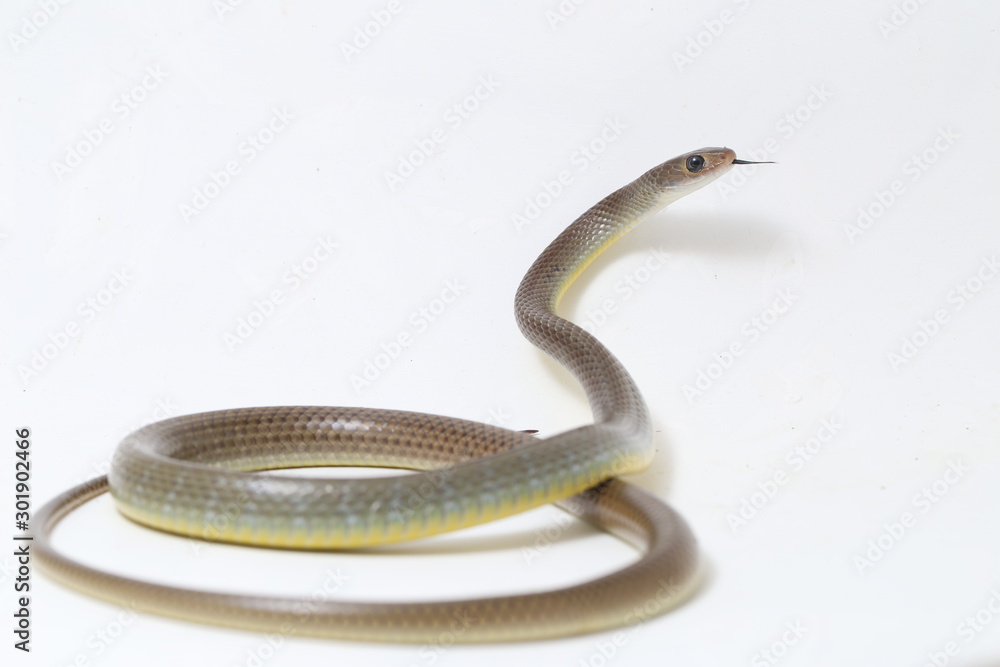 Ptyas korros, commonly known as the Chinese ratsnake or Indo-Chinese ...