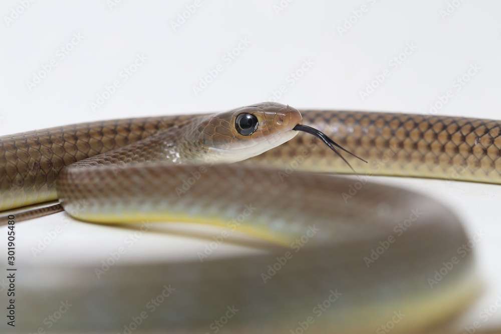 Ptyas korros, commonly known as the Chinese ratsnake or Indo-Chinese ...