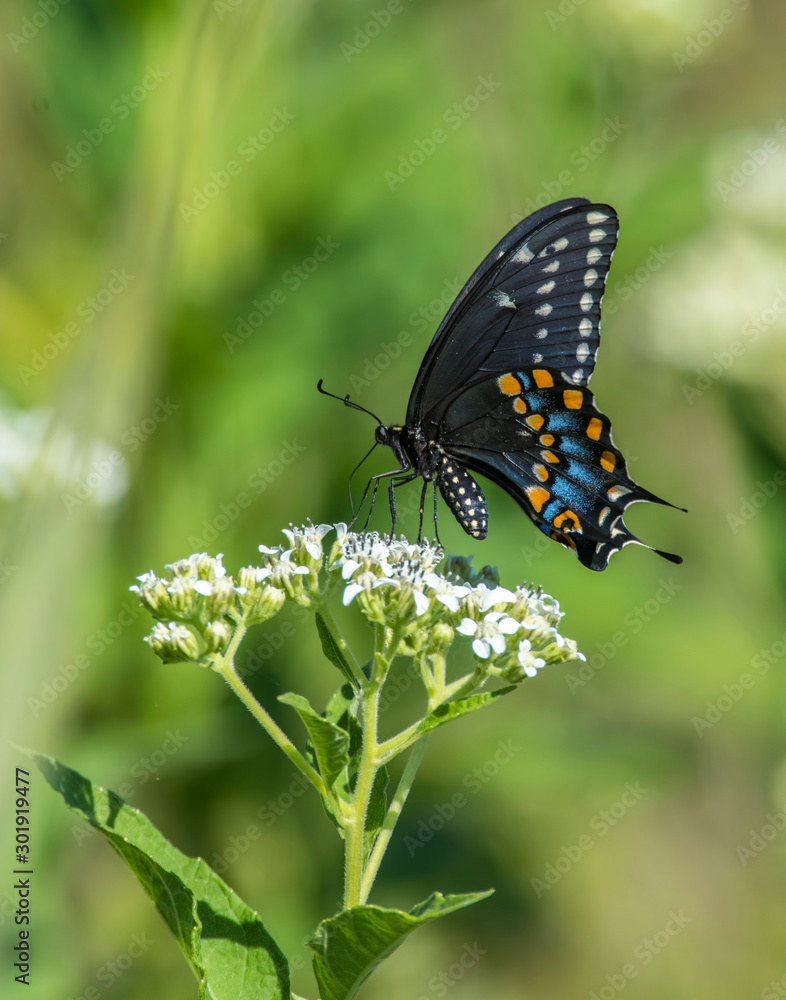 Black Swallowtail Butterfly Flying