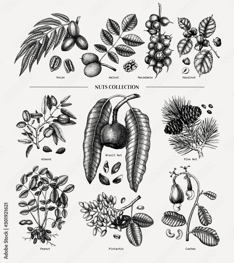 Hand drawn nut trees and plants collection. Botanical elements set ...