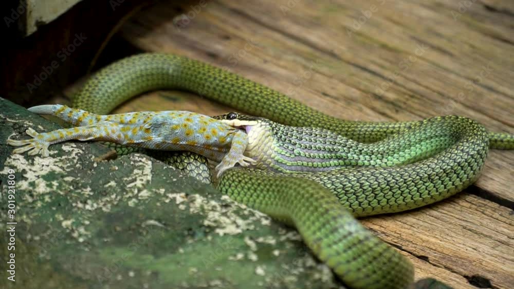 Golden Tree Snake eating gecko, Wild snake flighting with gecko on the ...