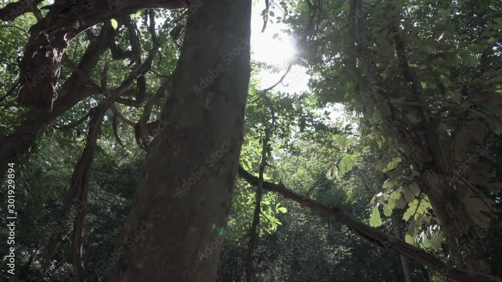 4k Slide left and pan of the jungle from the ground looking up to ...