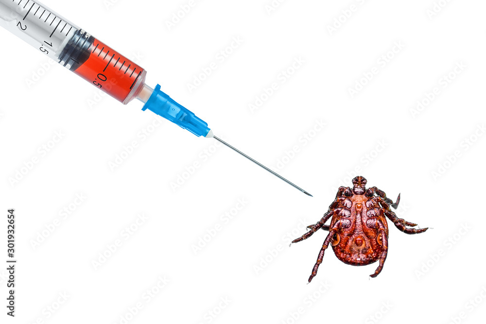 Encephalitis Tick Insect and Vaccination Syringe Isolated on White ...