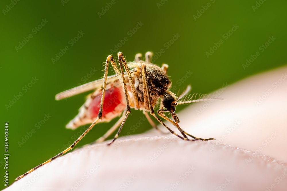 Dangerous Dengue Infected Mosquito Bite on Green Background ...