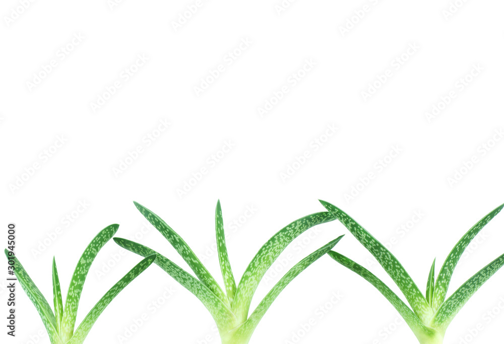 Aloe sprout at the bottom of the frame. Stock Photo | Adobe Stock