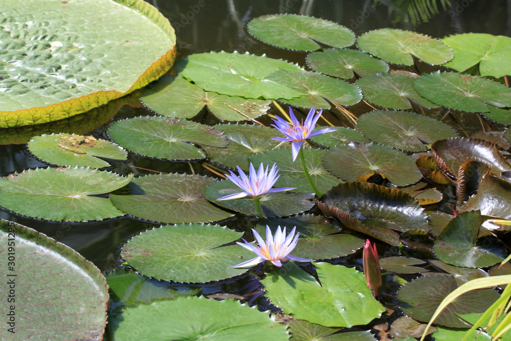 Victoria regia (Victoria amazonica) in the lake Stock Photo | Adobe Stock
