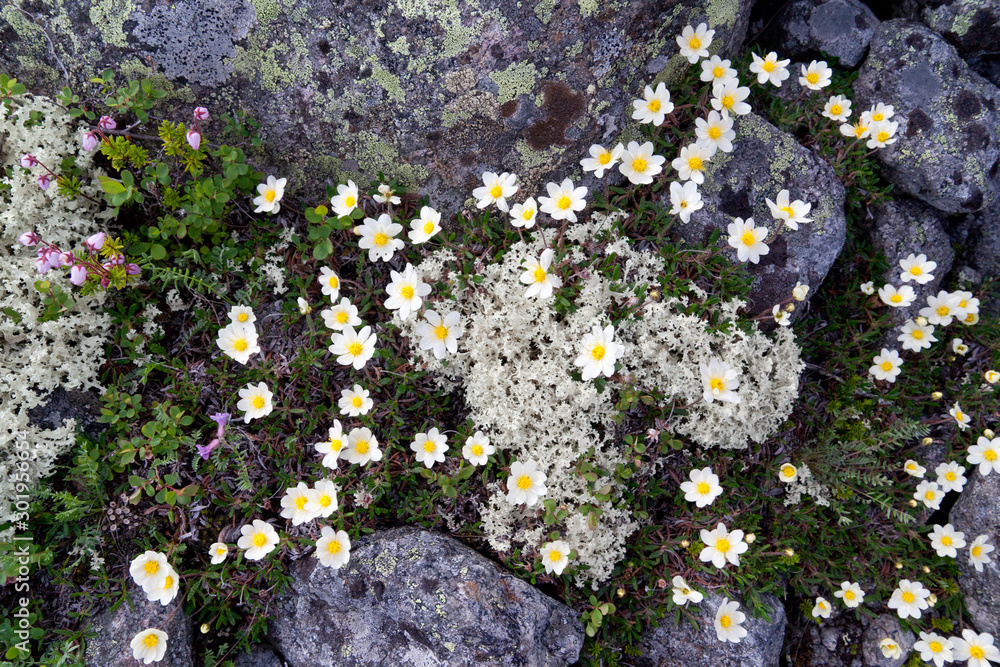 Dwarf flowers in the alpine zone in the mountains Khibiny Stock Photo ...