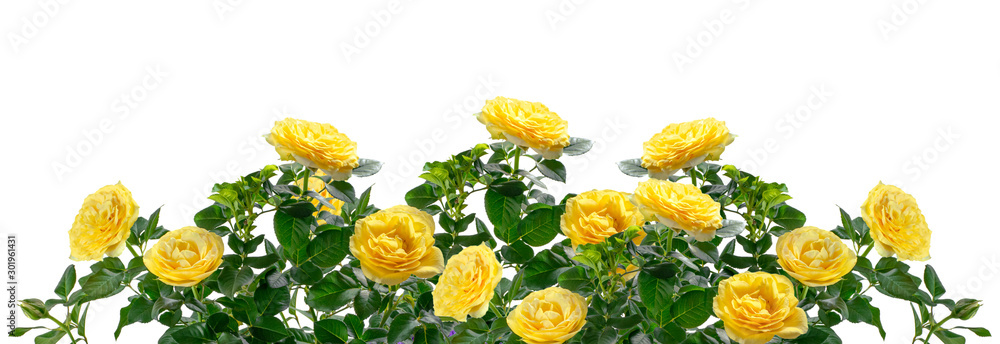 Beautiful wide banner with yellow rose flowers and green leaves ...