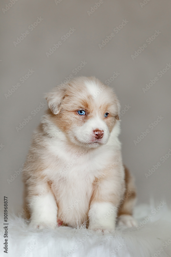Fluffiest Puppy Ever