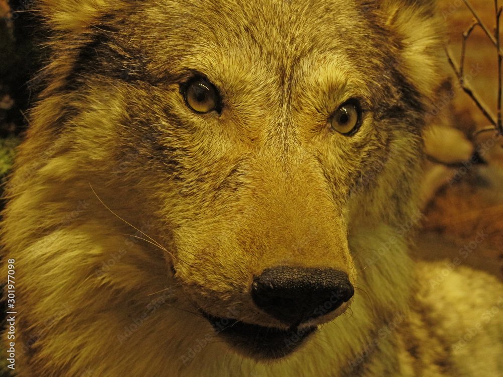 Brown Wolf With Yellow Eyes