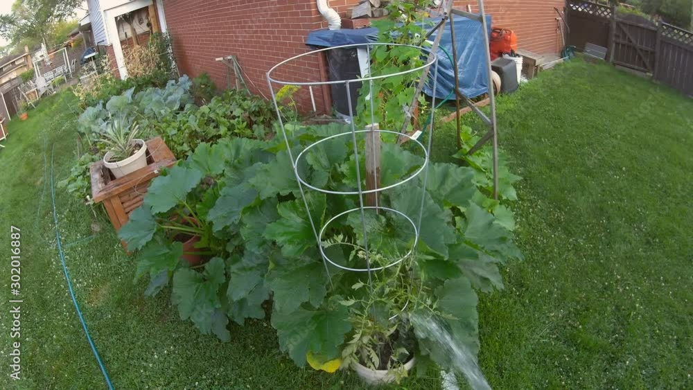 Vídeo do Stock: Home gardening - Watering using garden hose zucchini ...