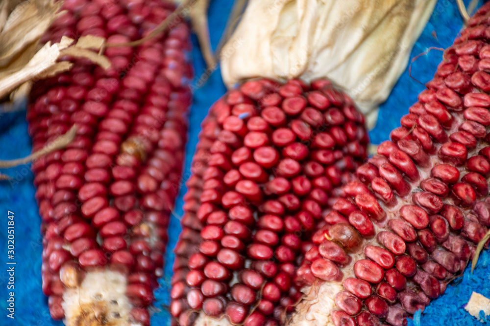 Mazorca de maíz rojo y blanco, base de la alimentación en México Stock ...
