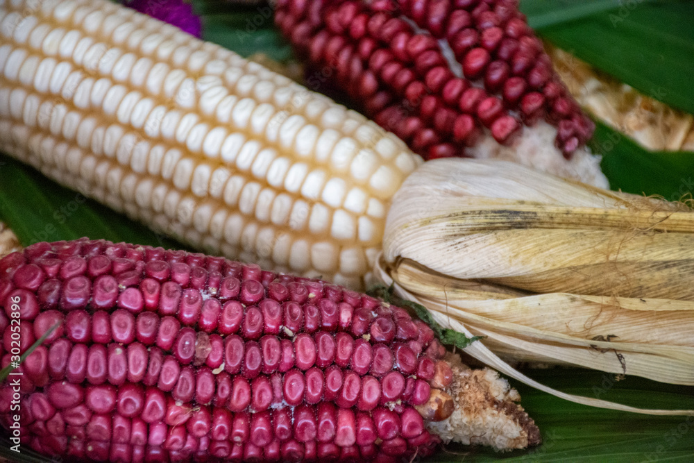 Mazorca de maíz rojo y blanco, base de la alimentación en México Stock ...