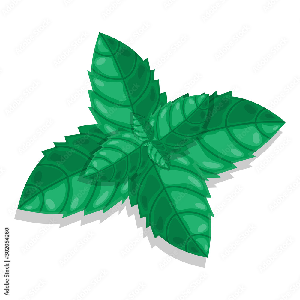 Mint cartoon green leaves isolated on white background. Vector ...