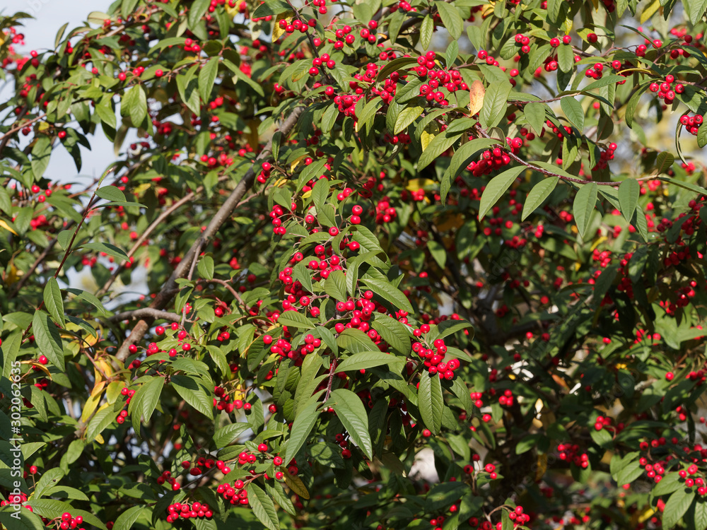 (Cotoneaster lacteus) Cotonéaster laiteux ou cotonéastre de Parney au ...