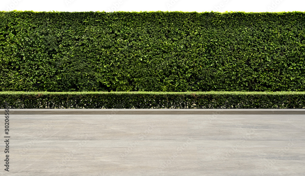 Long tree hedges, double layers (two steps); small and tall hedges ...