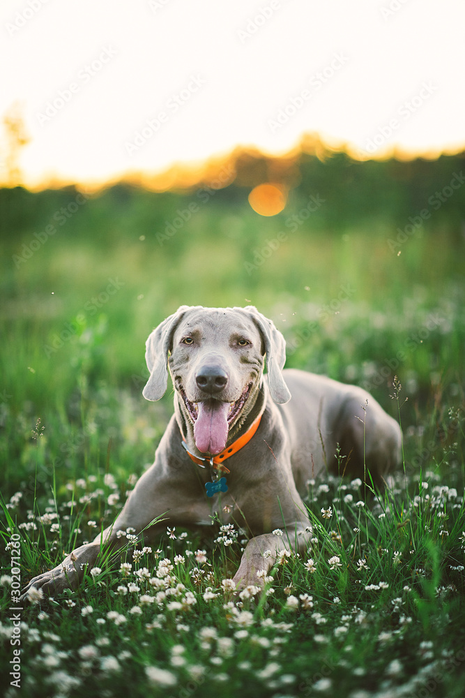 Tired big dog with grey fur resting on bloomy meadow at nature Stock ...
