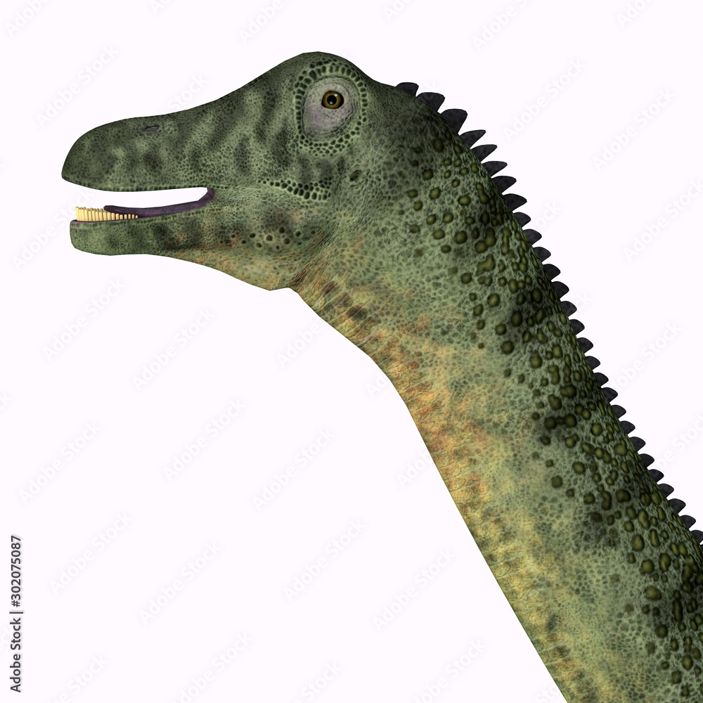 Apatosaurus Head
