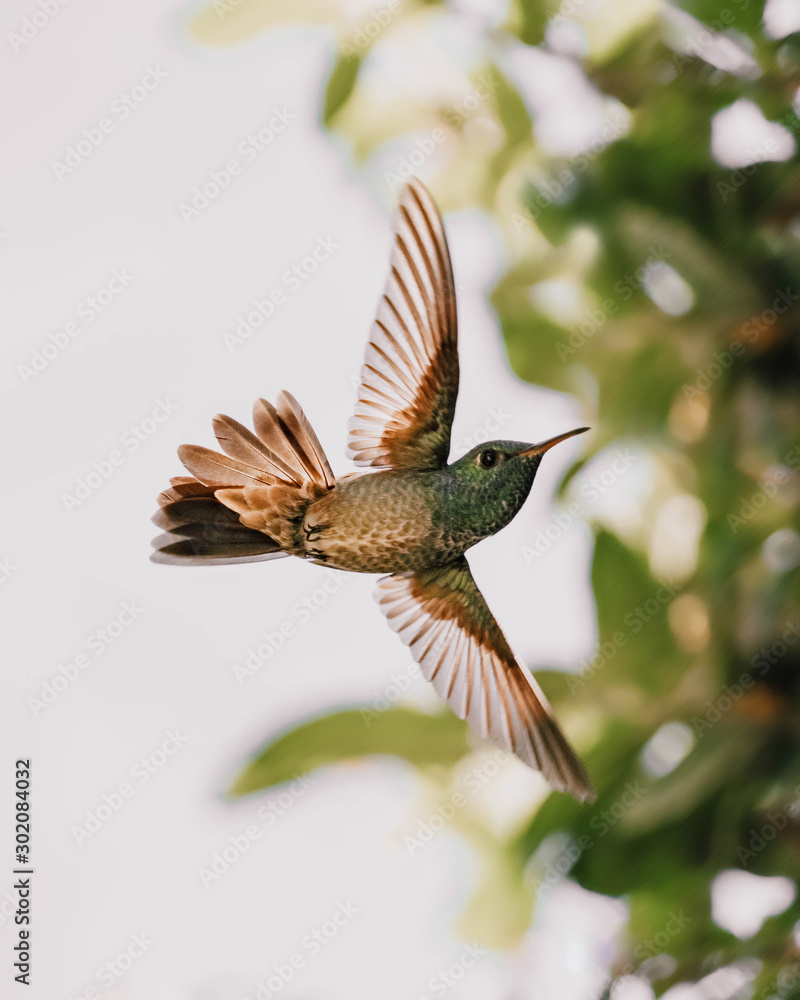 hummingbird in flight Stock Photo | Adobe Stock
