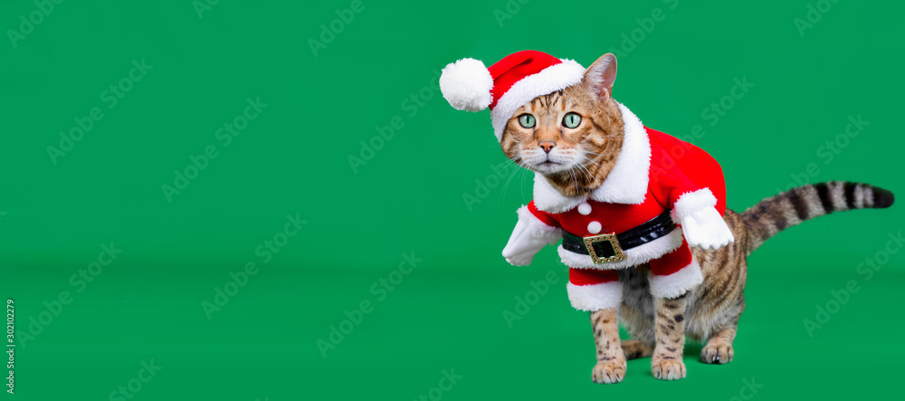 Christmas banner - Bengal cat dressed up in Santa Claus costume on ...