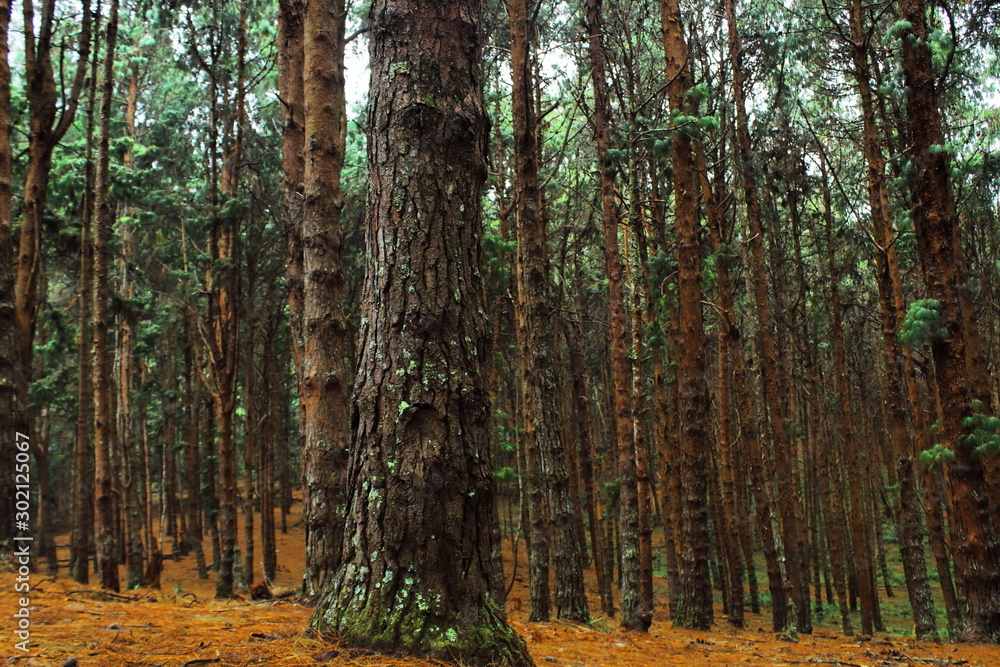 Beautiful pine forest of Kodaikanal hill station, on the slope of ...