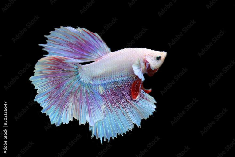 Multicolour Siamese Fighting fish with black background. Half Moon ...