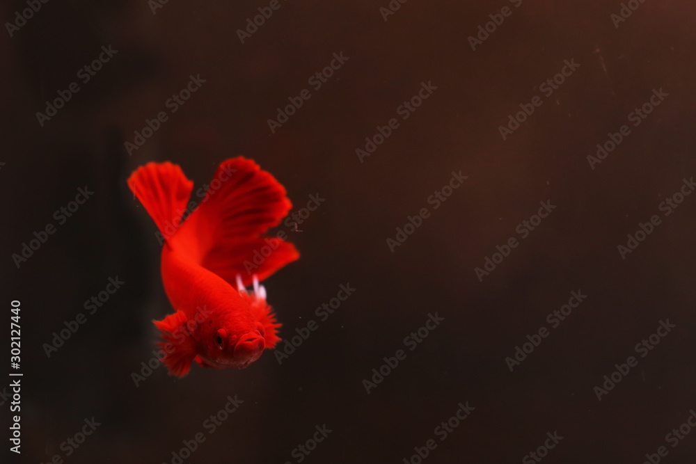 Solid red Siamese Fighting fish with brown background. Super red Betta ...