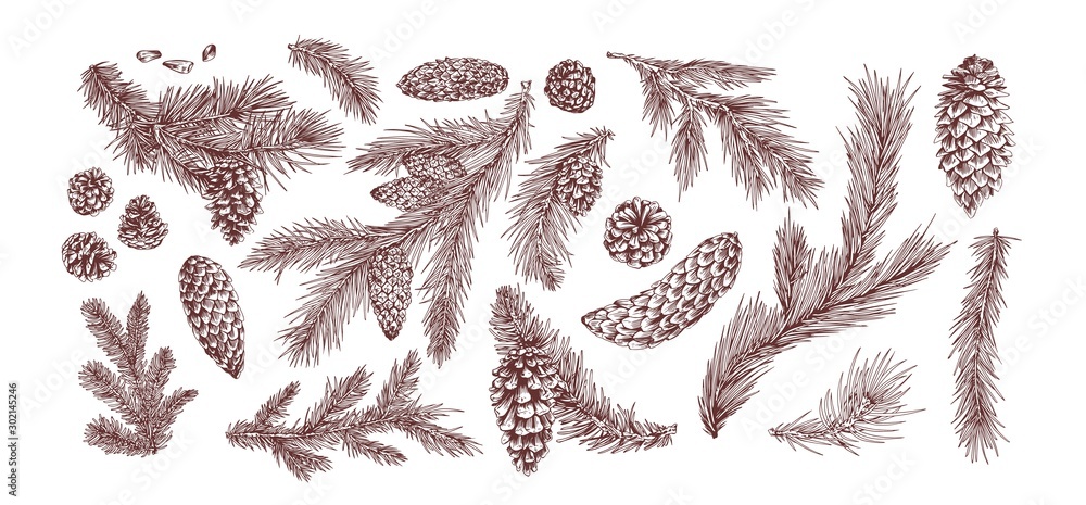 Fir branches hand drawn vector illustrations set. Christmas tree ...