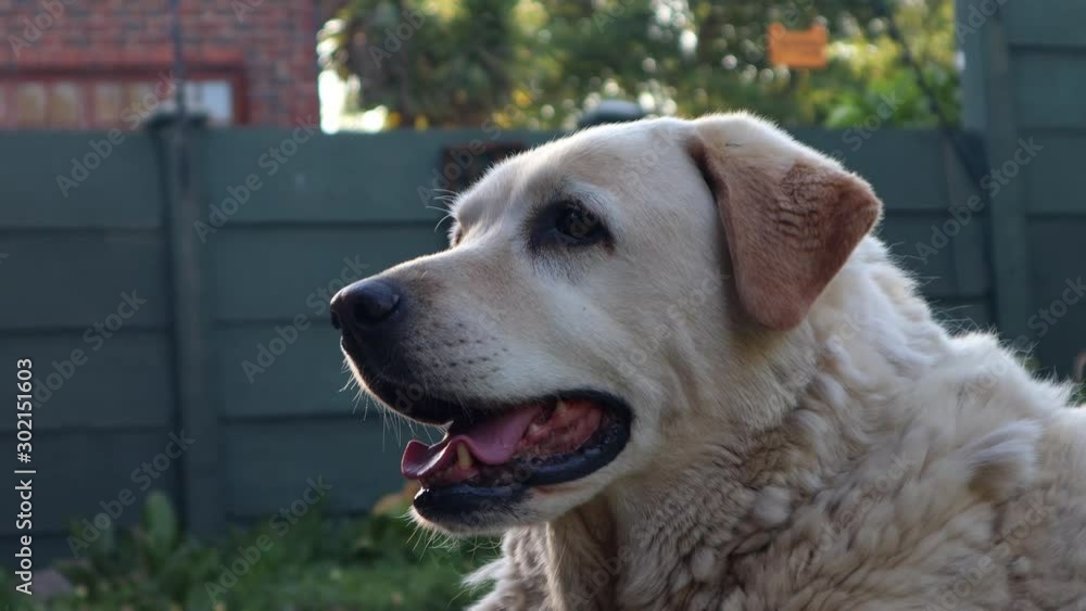 White Labrador Retriever dog male seen close up panting heavily after ...