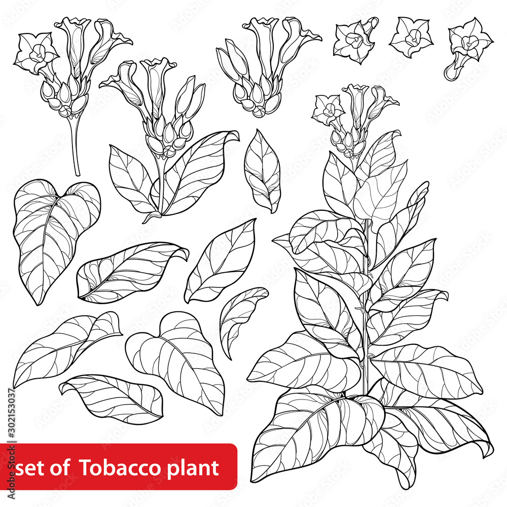 Tobacco Leaf Vector Tobacco Leaf Vector Art & Graphics