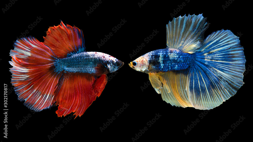 Rhythmic of Betta Siamese fighting fish, Betta splendens Pla-kad Thai ...