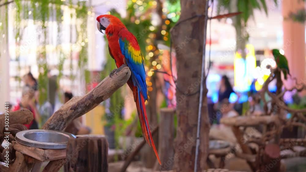 Video „Macaw parrot sitting on the tree branch, Scarlet macaw or Red ...