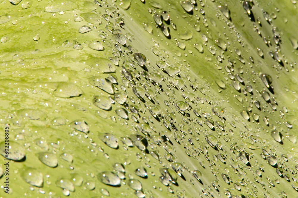 Water droplets and the color of raindrops in the rainy season Stock ...