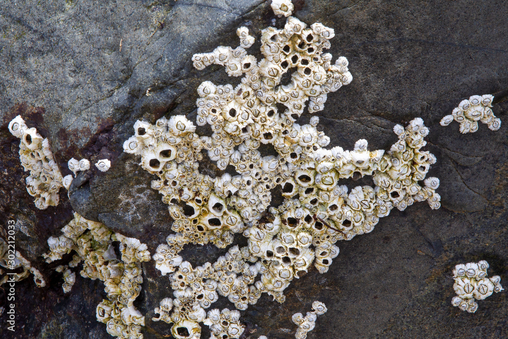 Barnacles on rocks at Low Tide Stock Photo | Adobe Stock