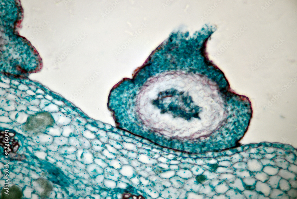 Tomato Under Microscope