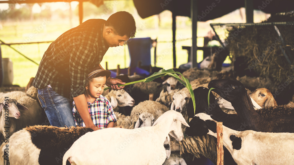 father and son in sheep farm; Farmers take care and feed the animals on ...