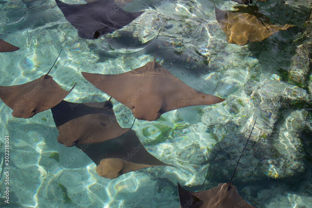Atlantic Ocean Sting Ray swimming in Shallow Water Stock Photo | Adobe ...