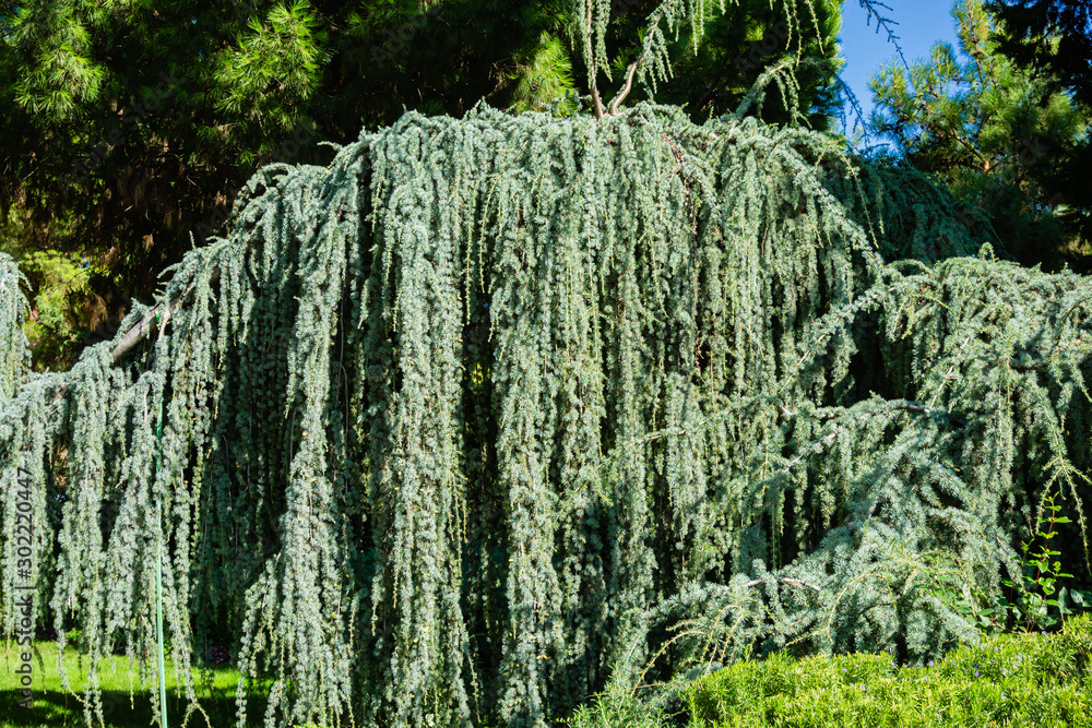Weeping Blue Atlas Cedar Landscape