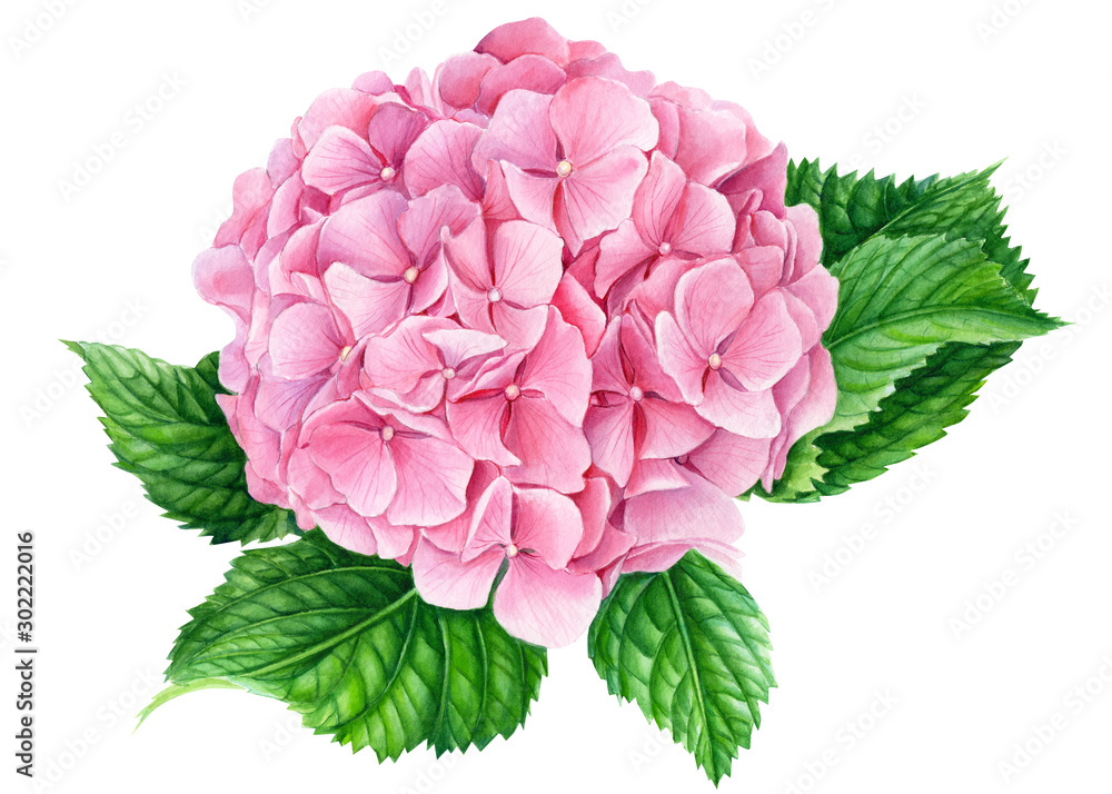 elegant pink hydrangea flower on an isolated white background ...