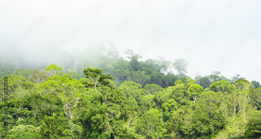 View from above, stunning aerial view of a tropical rainforest with ...