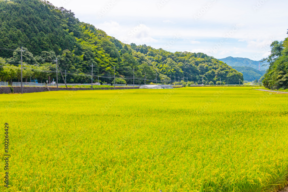 Rice fields scenery along the Yura River flowing through Maizuru, Kyoto ...
