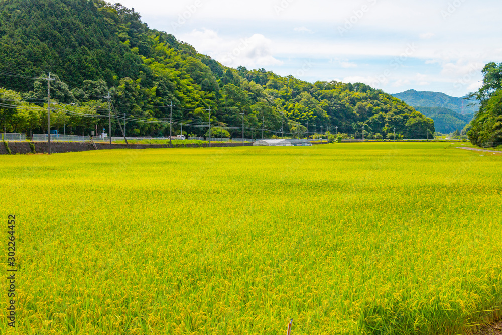 Rice fields scenery along the Yura River flowing through Maizuru, Kyoto ...
