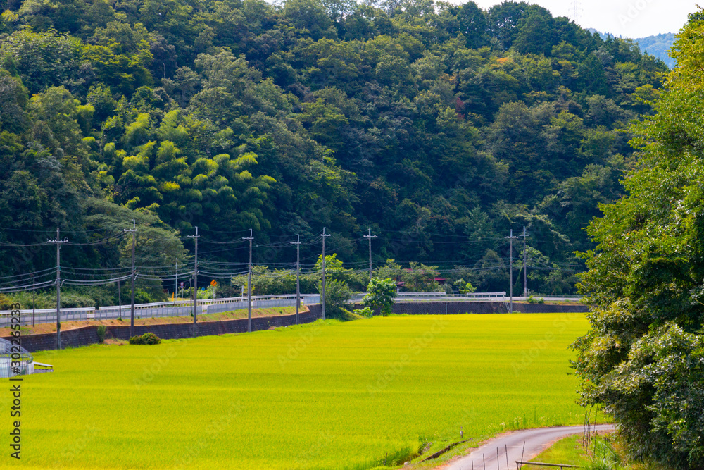 Rice fields scenery along the Yura River flowing through Maizuru, Kyoto ...