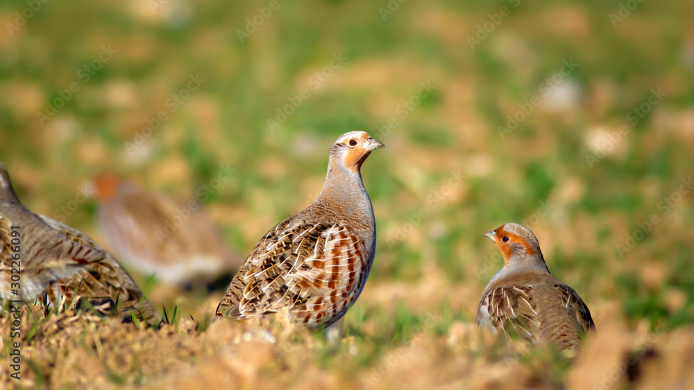 Partridge. Green brown nature background. Bird: Grey Partridge. Perdix ...