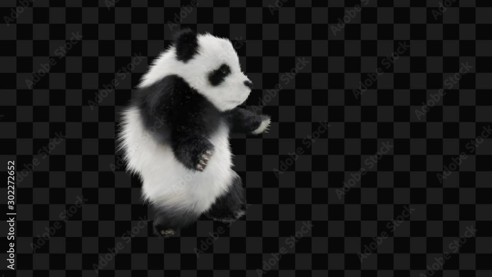 panda Zoo CG fur 3d rendering animal realistic CGI VFX Animation Loop ...