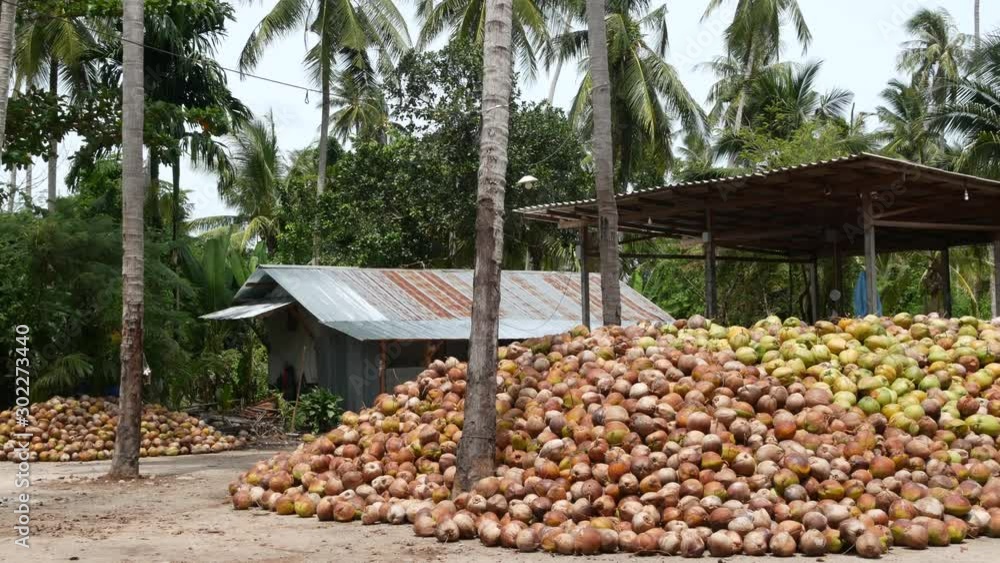 Coconut farm with big coconut ready for production. Large piles of ripe ...