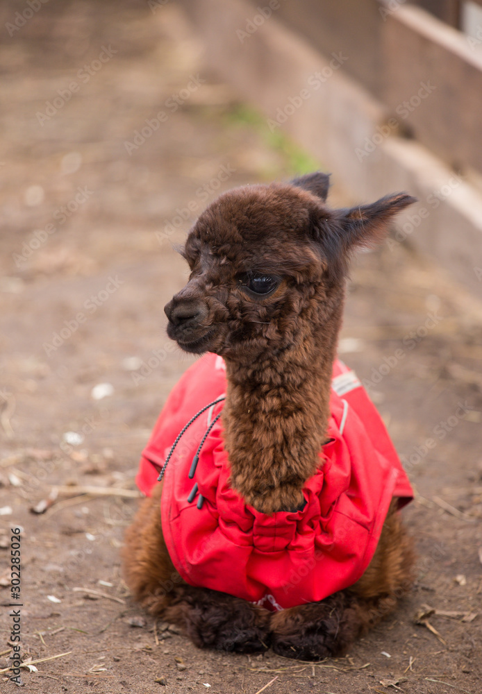 Fluffy Baby Alpaca