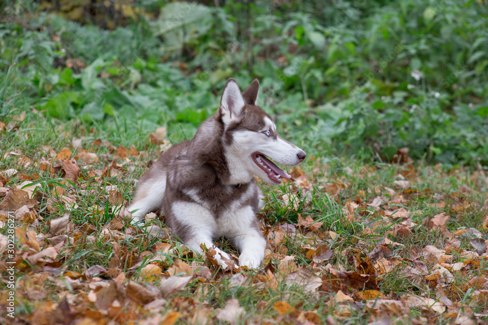Cute Alaskan Husky Puppies With Blue Eyes